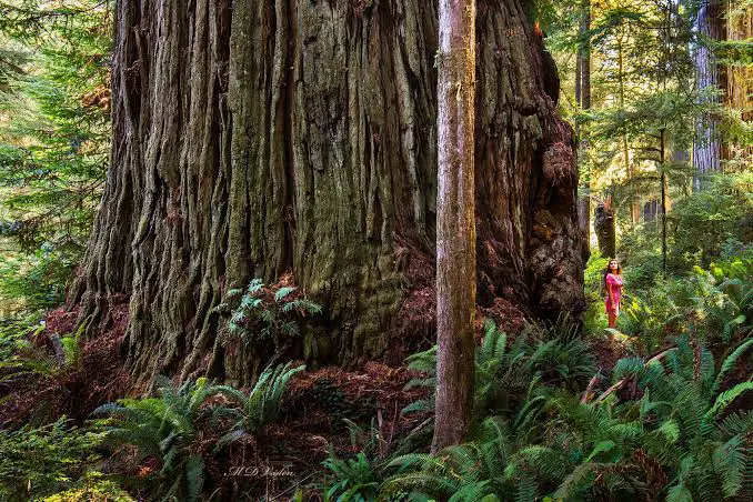 Top 10 Biggest Trees in the World 2023 (Pictures)
